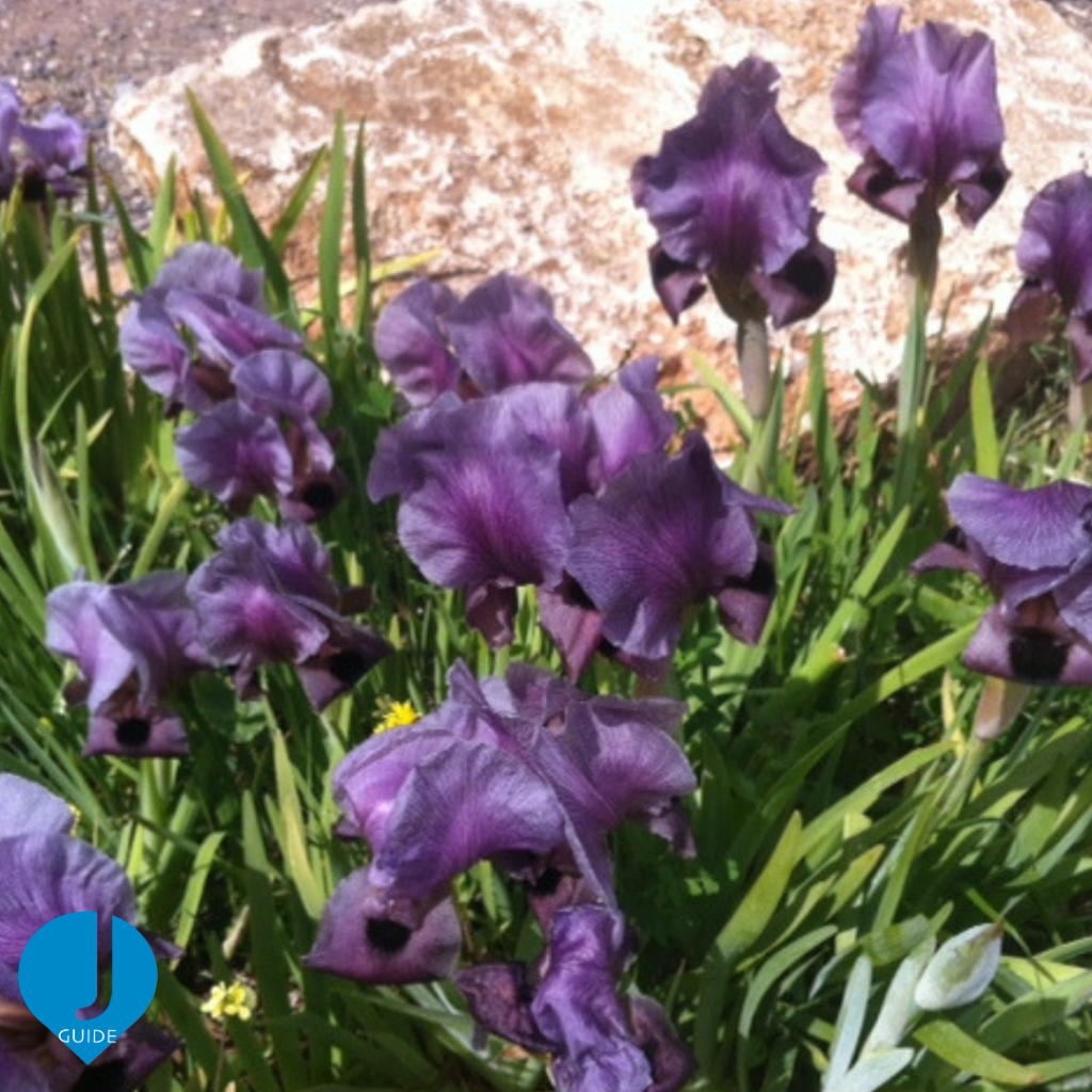 Connaissez vous le Mt. Gilboa ? - Guide Israël